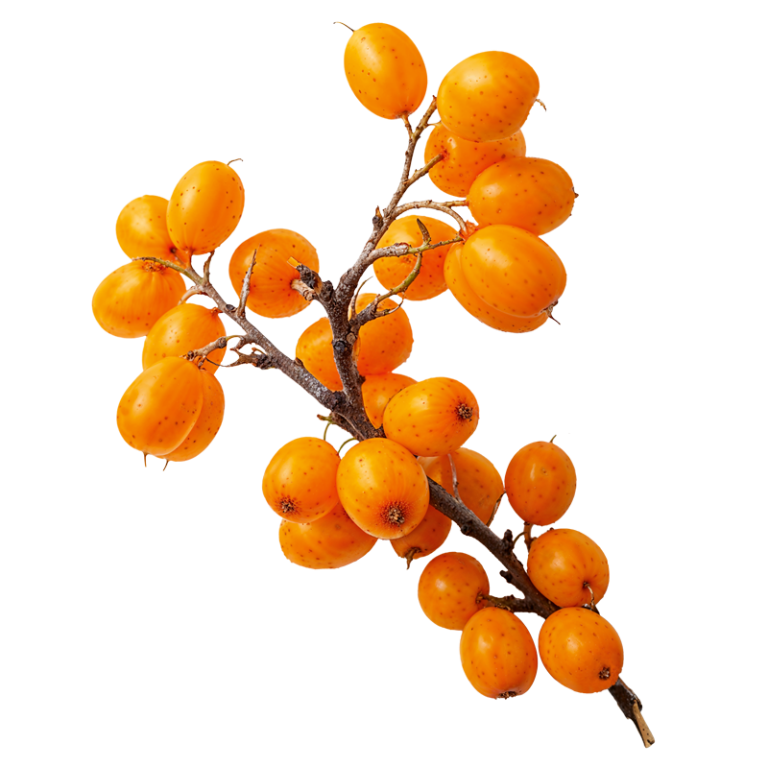Sea buckthorn (Organic) - Capfruit