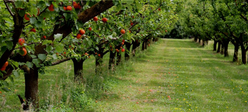 Committed from the land to the plate - Capfruit